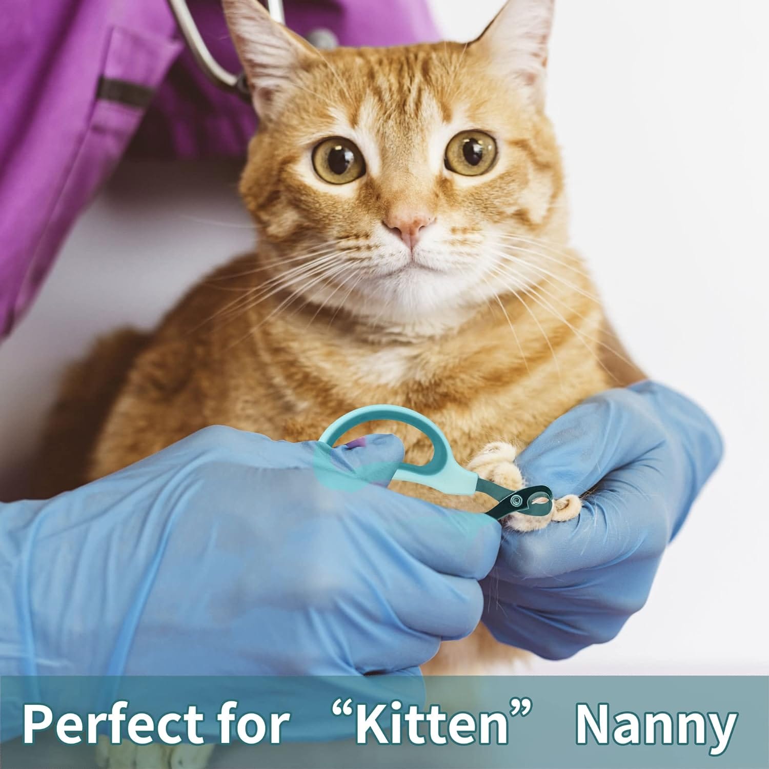 Examen Coupe Griffes Chat Professionnels - Chat Chou